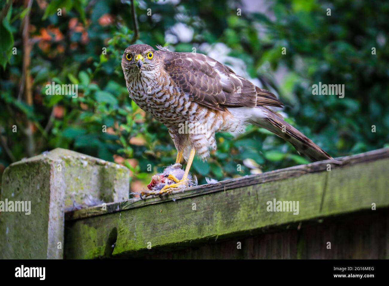Uk sparrow hawk hi-res stock photography and images - Alamy