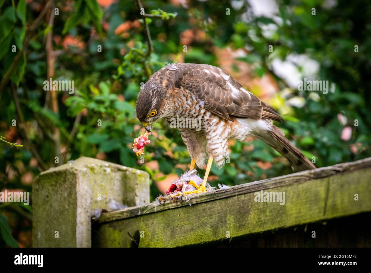 Sparrow Hawk Feeding Stock Photo - Alamy