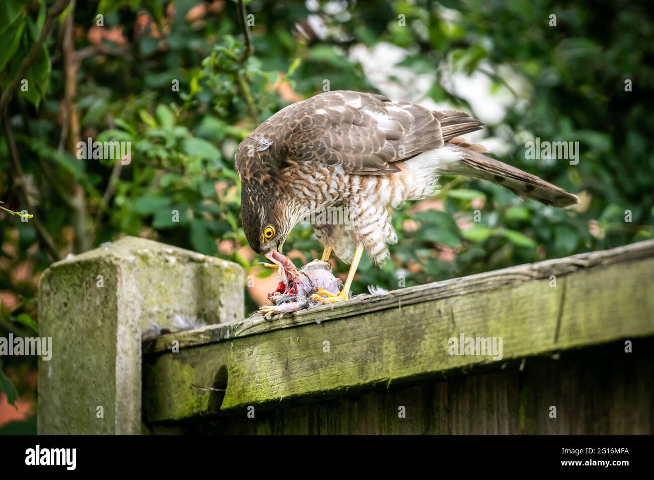 Sparrow Hawk Feeding Stock Photo - Alamy