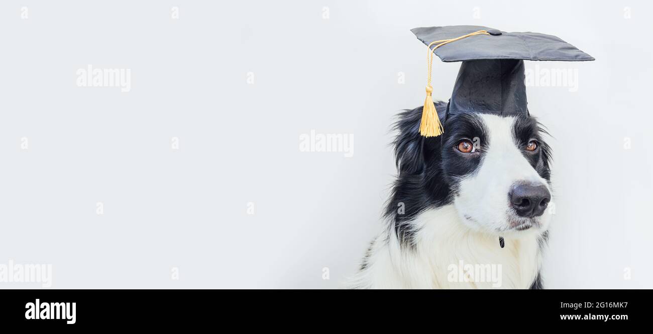 Funny proud graduation puppy dog border collie with comical grad hat ...