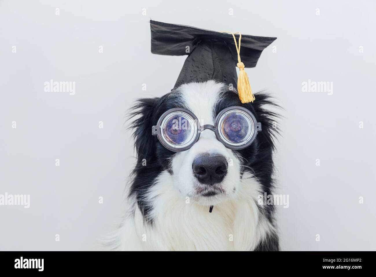 Funny puppy dog border collie with graduation cap eyeglasses isolated ...