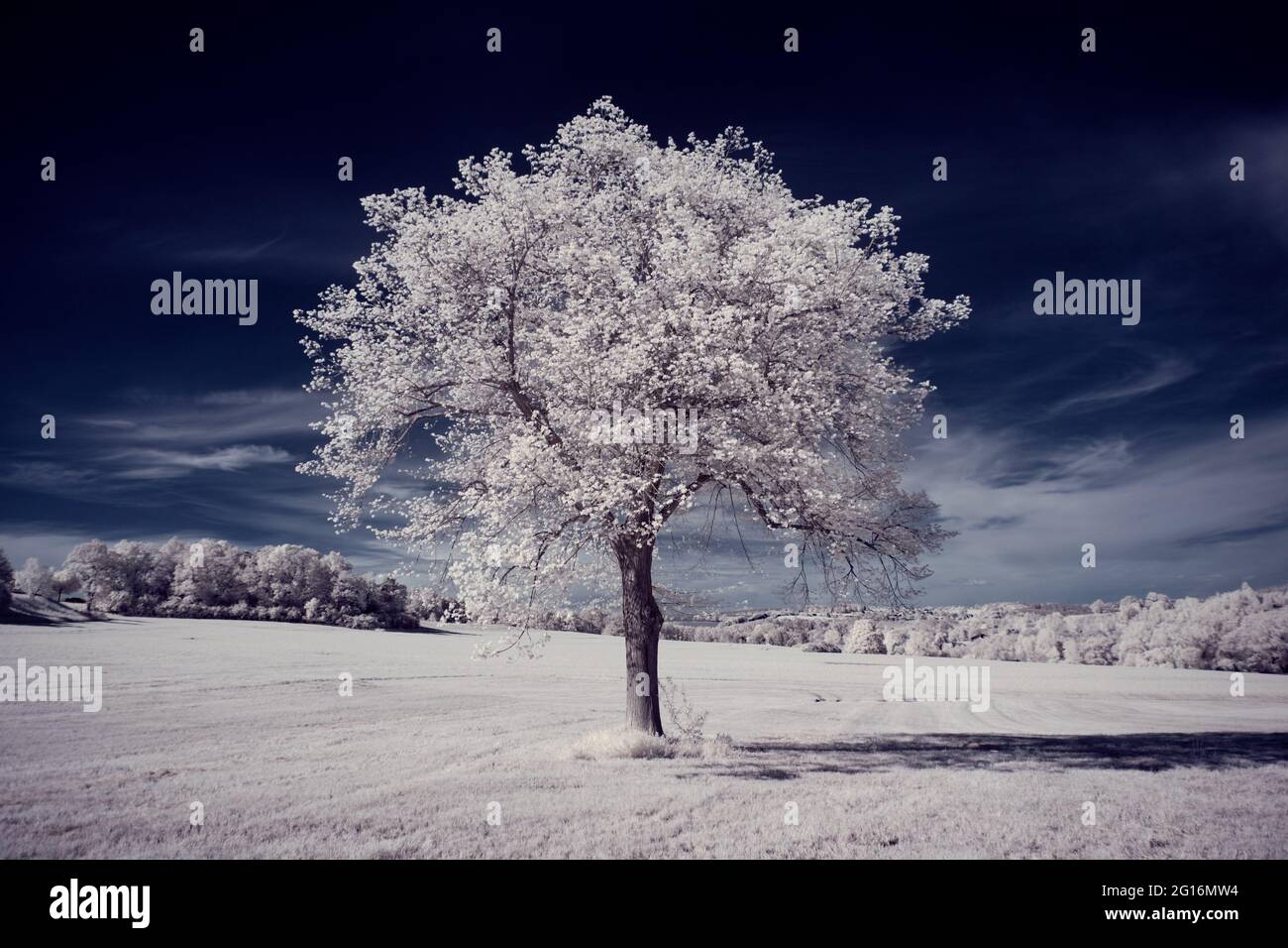 Infrared landscape with glowing white vegetation using 720nm filter ...
