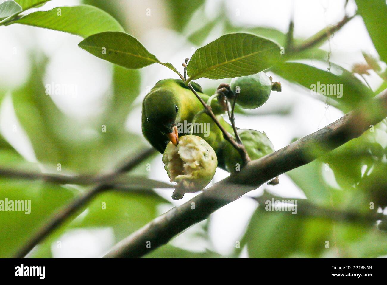 Guava fruit park hi-res stock photography and images - Alamy