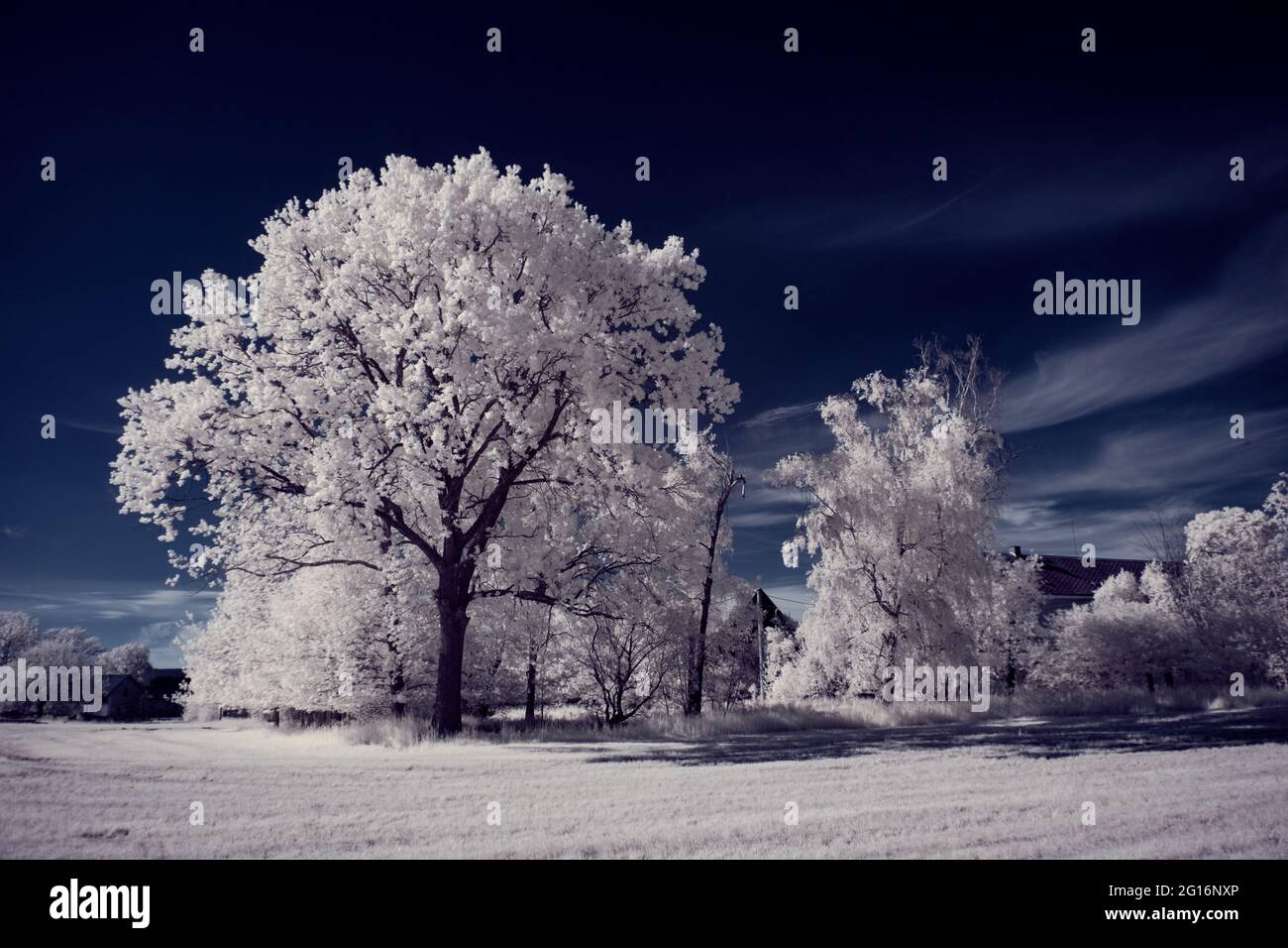 infrared photography - surreal ir photo of landscape with trees under ...