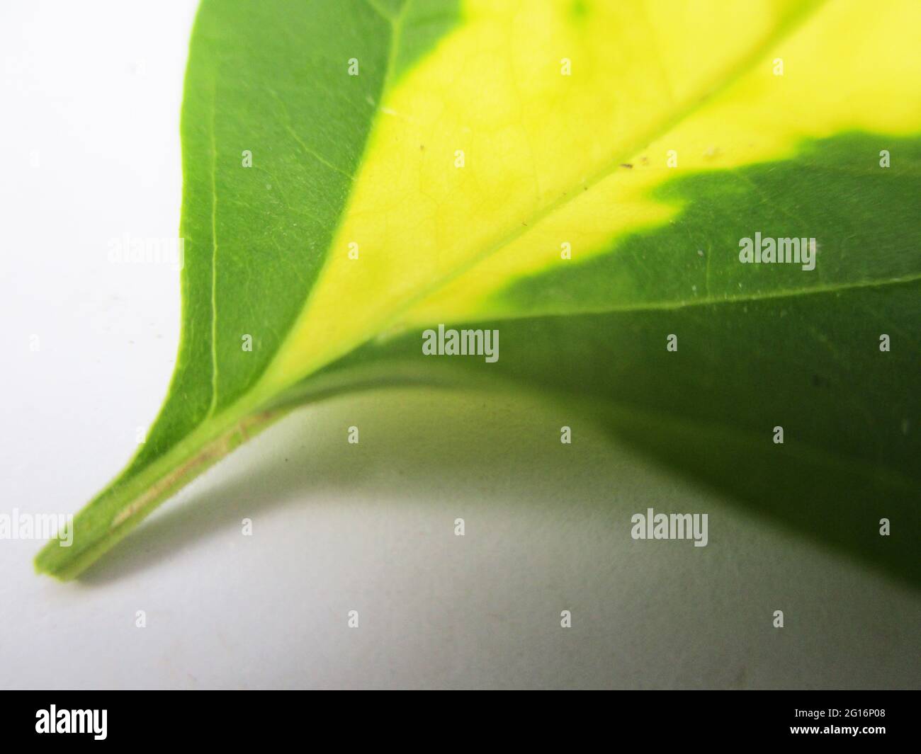 Beautiful Flowers Green Leaves isolated on white background Foliage and ...