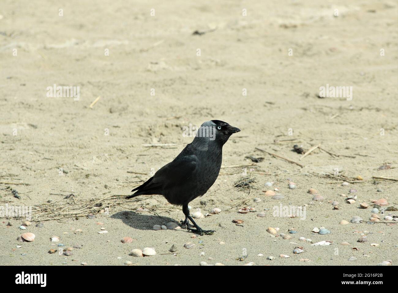 Sandy beach with single feather hi-res stock photography and images - Alamy