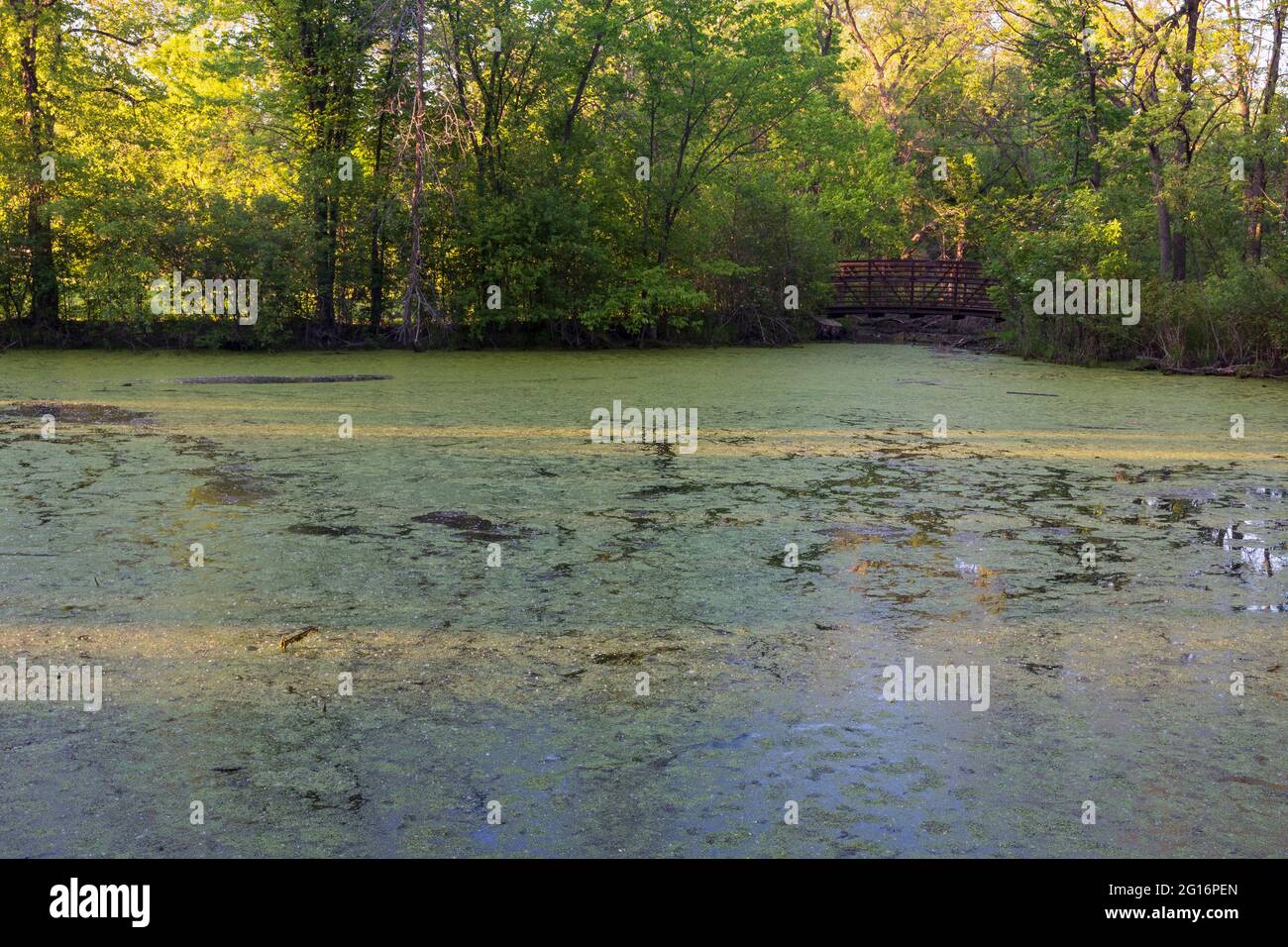 Pond scenery hi-res stock photography and images - Alamy