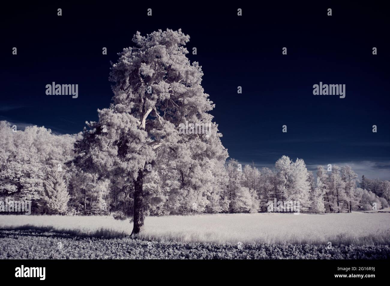 infrared photography - surreal ir photo of landscape with trees under ...
