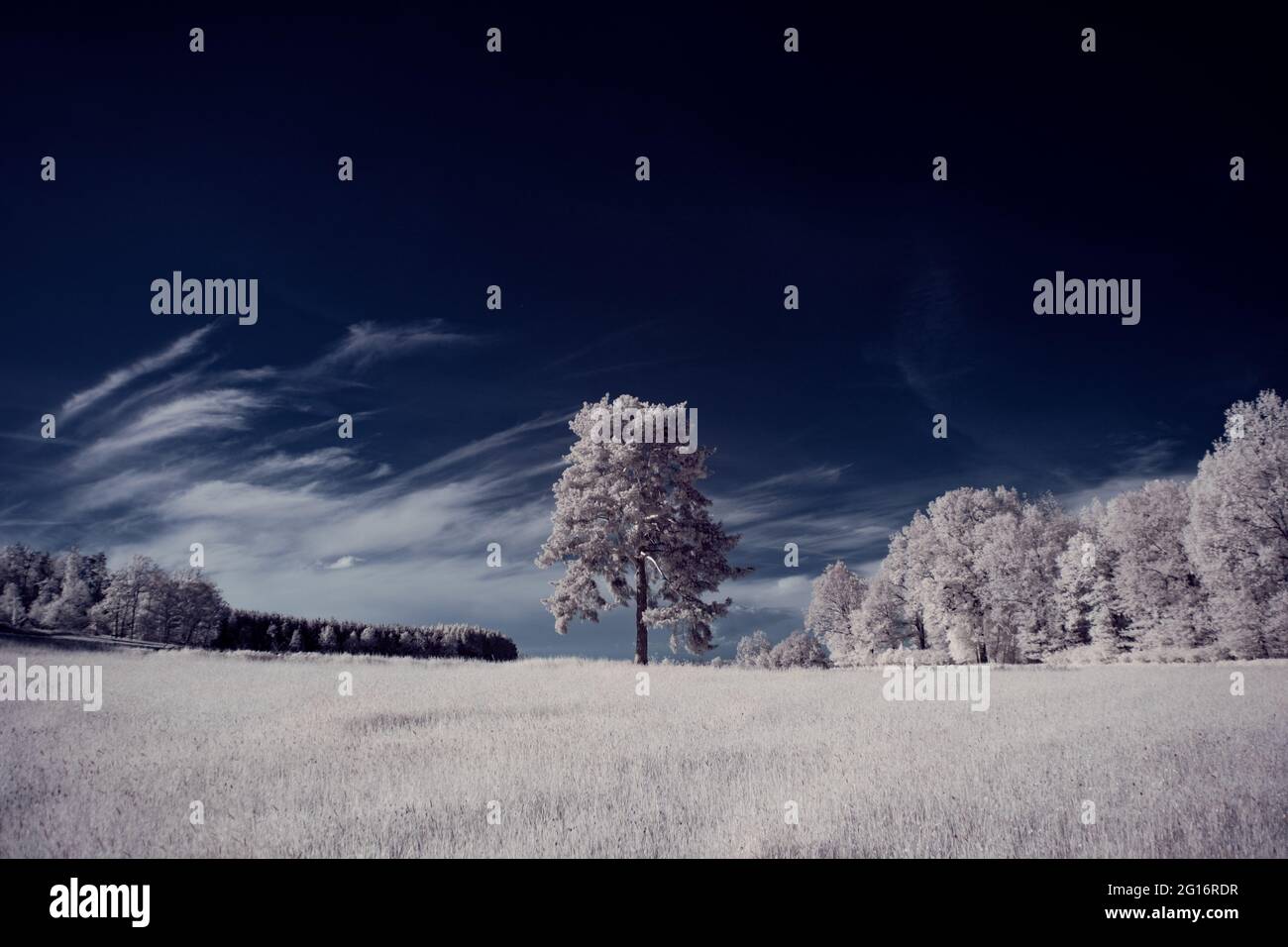 Infrared landscape with glowing white vegetation using 720nm filter ...