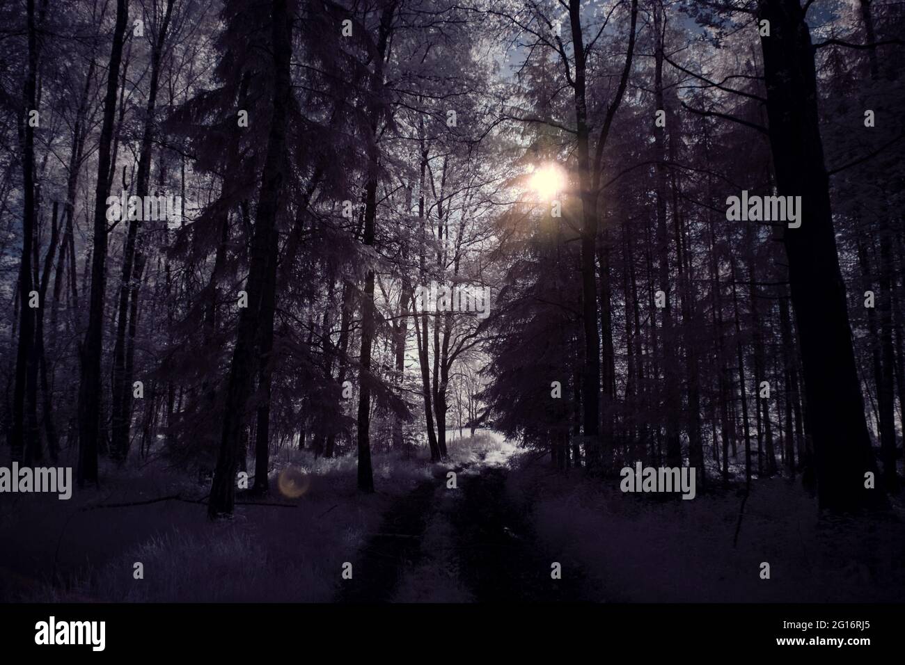 infrared photography - surreal ir photo of landscape with trees under ...