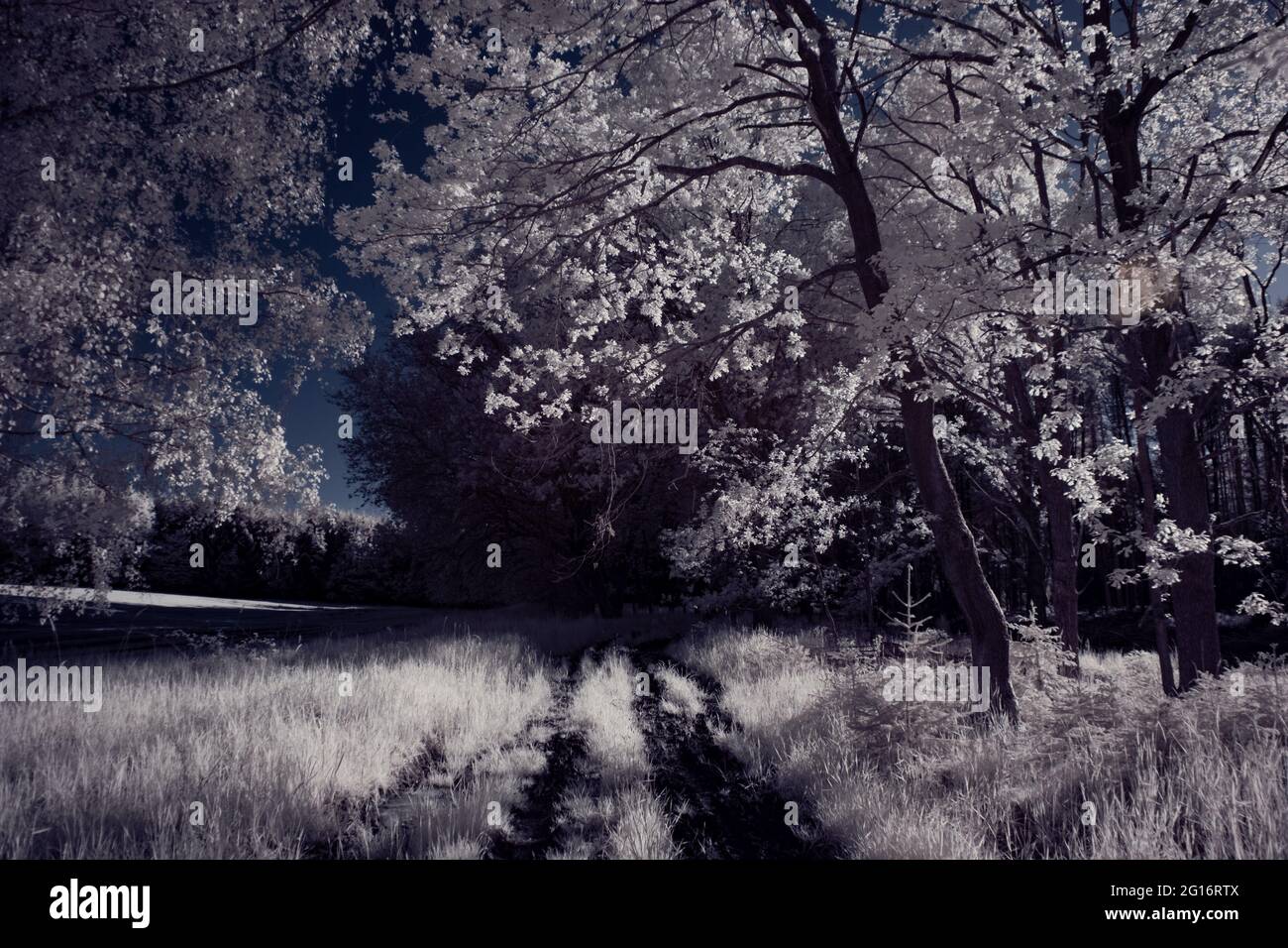 infrared photography - surreal ir photo of landscape with trees under ...