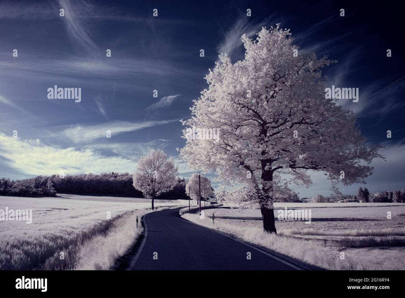 Infrared landscape with glowing white vegetation using 720nm filter ...