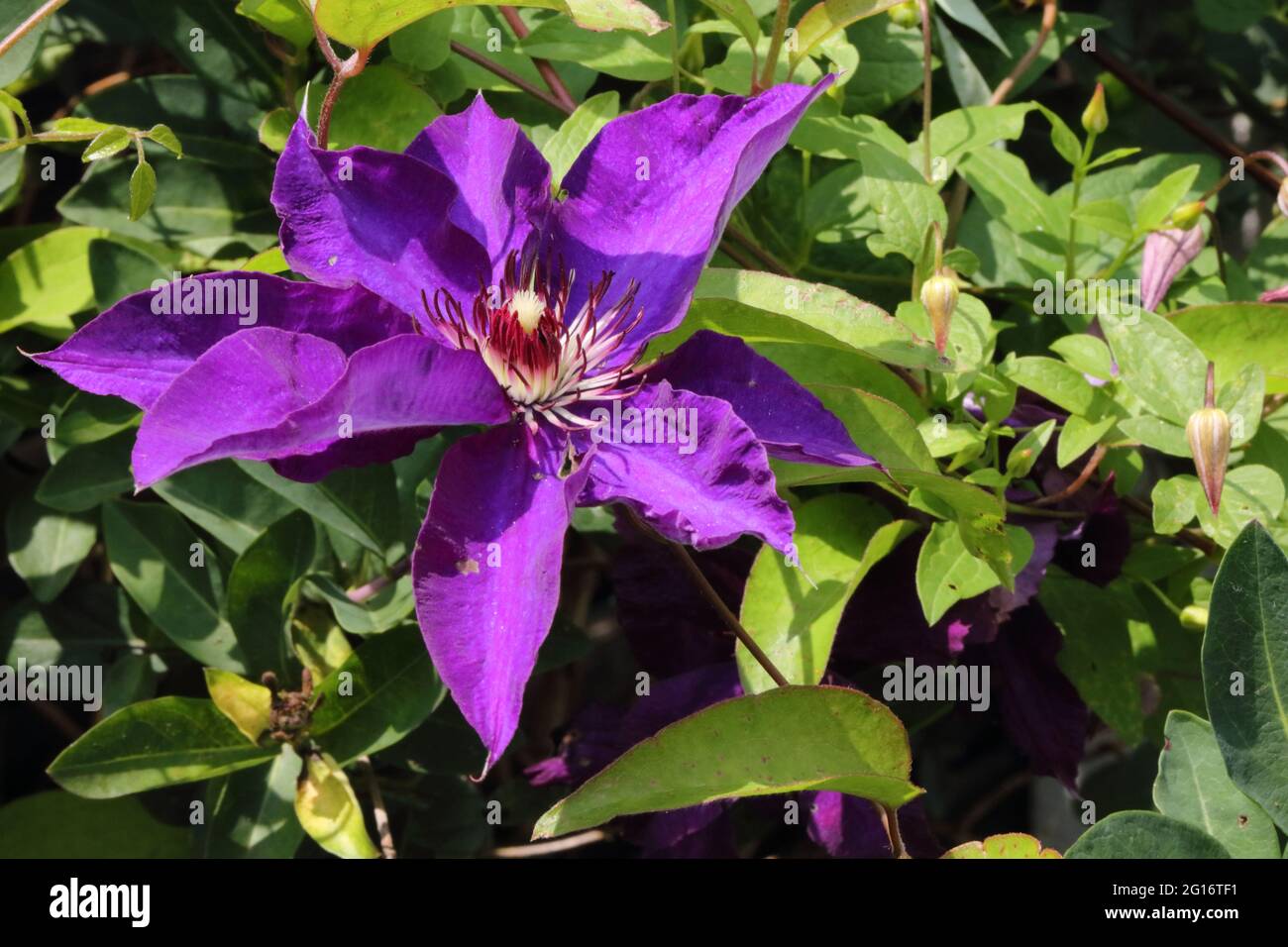 Klematis / Clematis / Clematis Stock Photo - Alamy