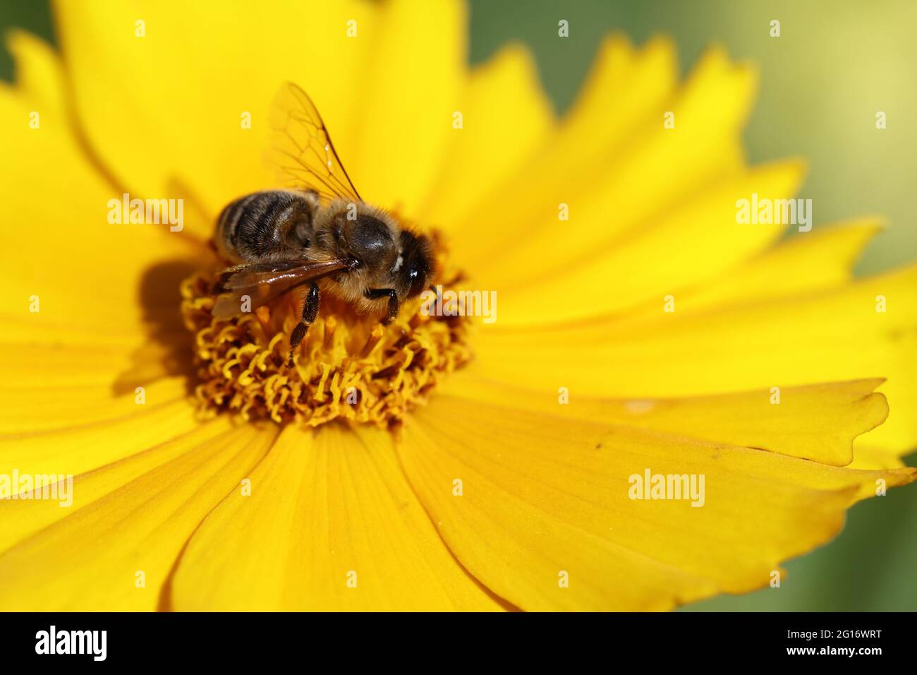 Blume mit Biene / Flower with bee / Flos et Apiformes Stock Photo - Alamy
