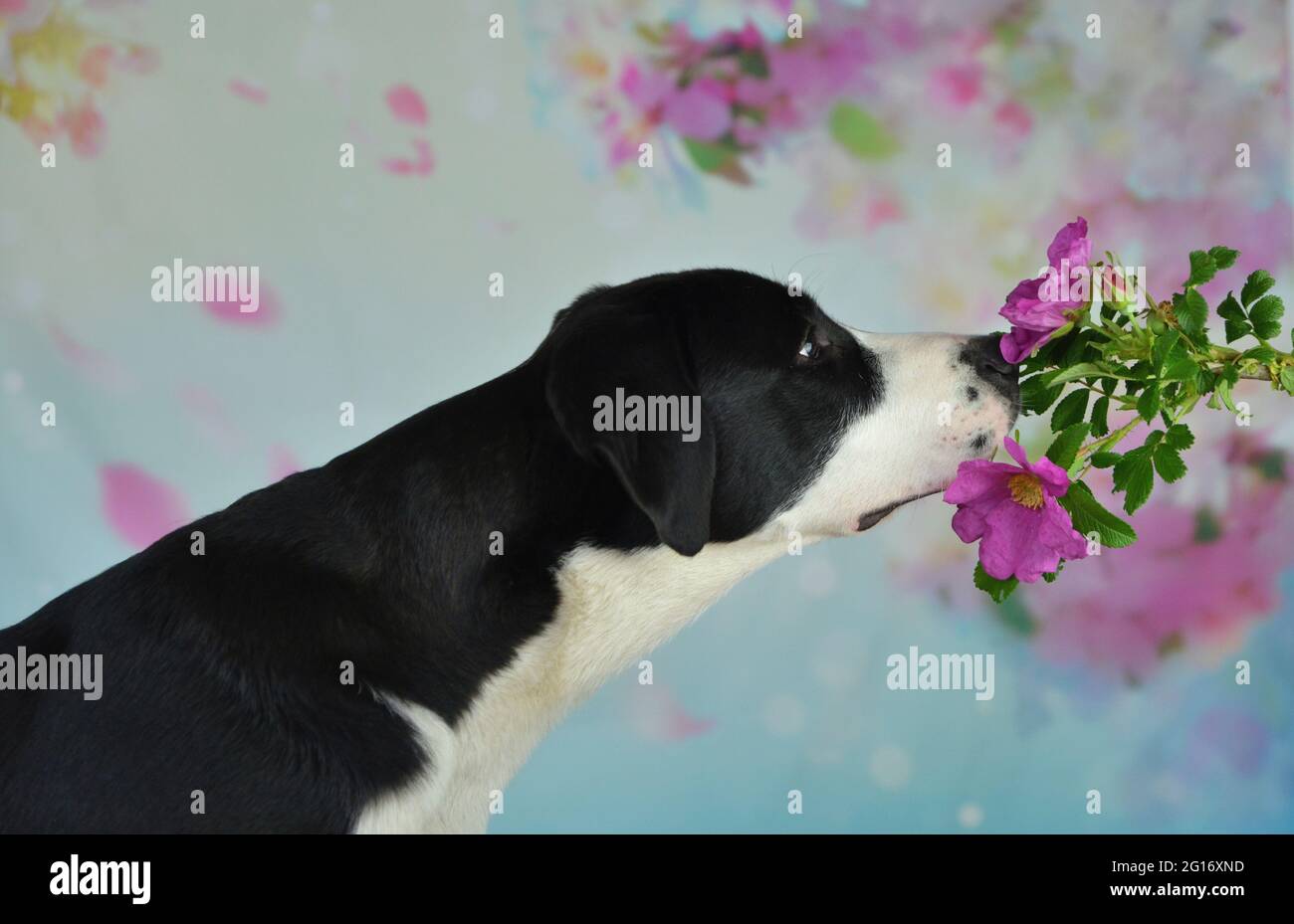 Labrador sniffs a wild rose Stock Photo - Alamy