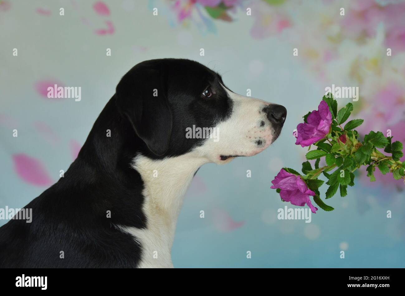 Labrador sniffs a wild rose Stock Photo - Alamy