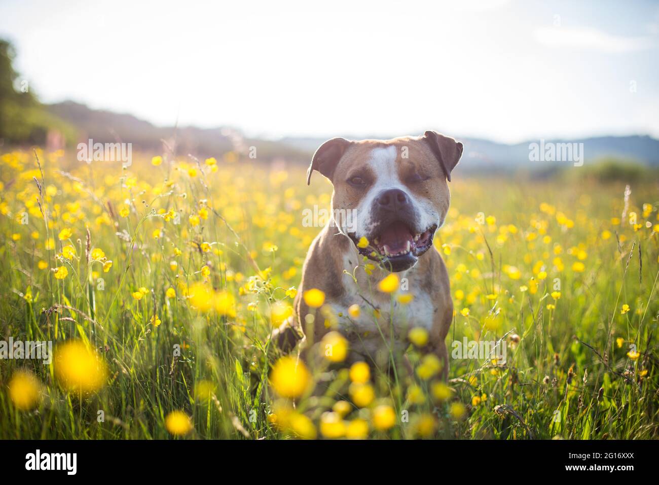American Pit Bull Terrier in a flower field Stock Photo - Alamy