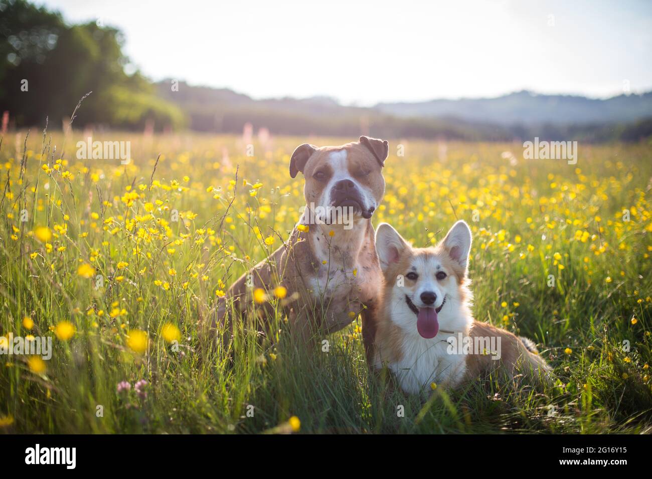 Corgi Bull Terrier Mix Puppies