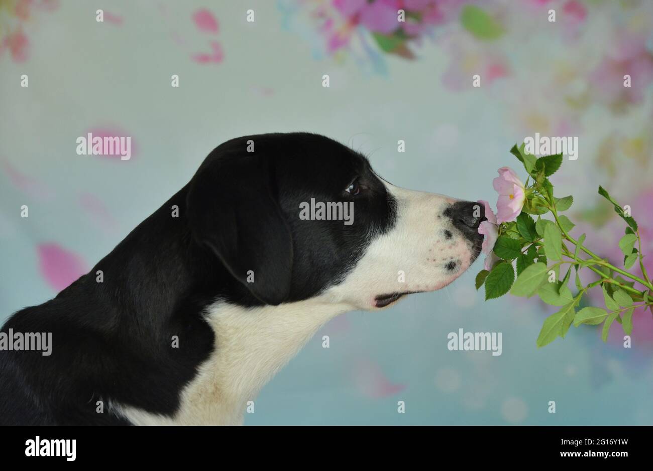 Labrador sniffs a wild rose Stock Photo - Alamy