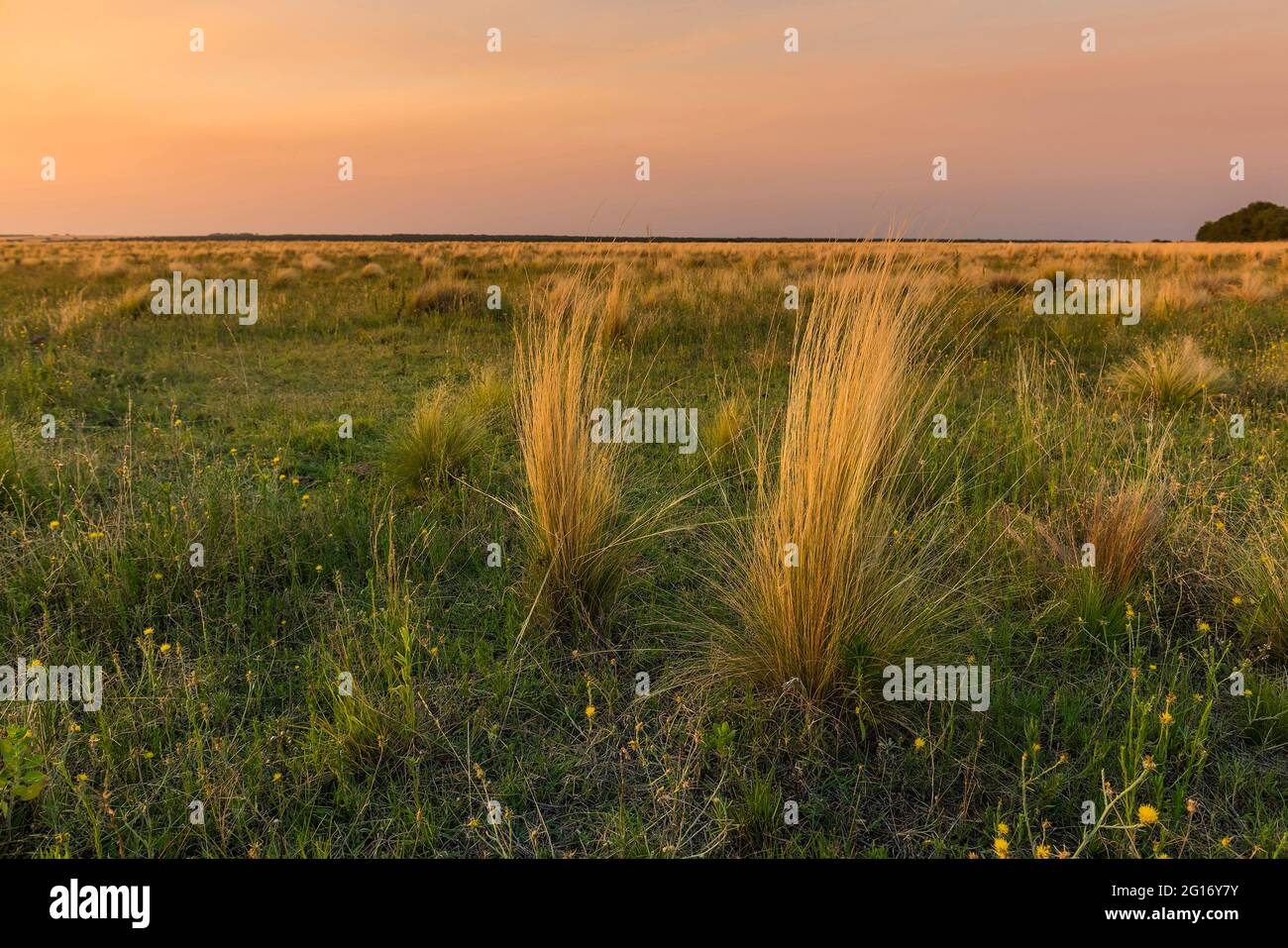 Pampas grassland landscape, La Pampa Province, Patagonia, Argentina ...