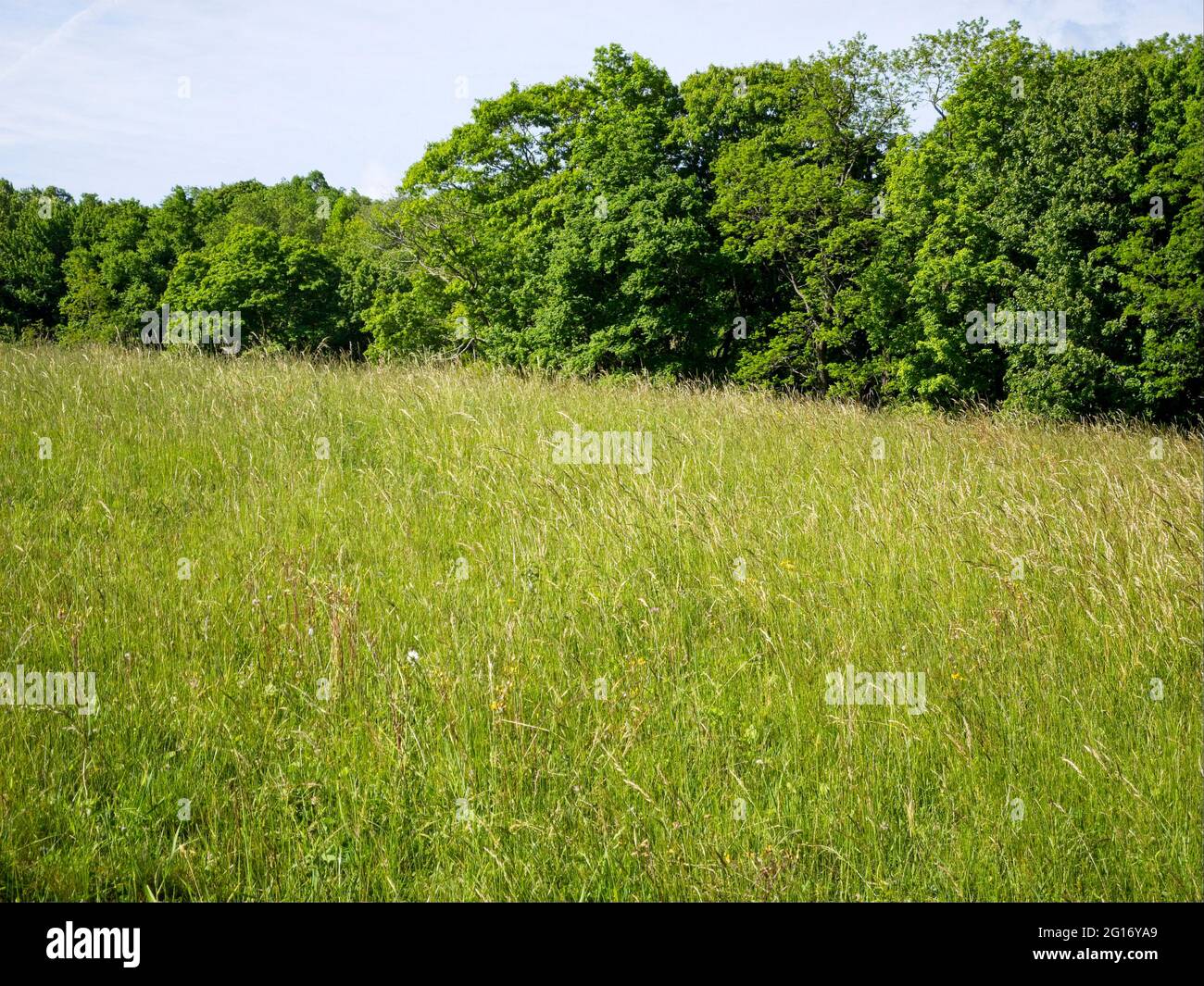 Mountain meadow with trees in background under hazy sky Stock Photo - Alamy