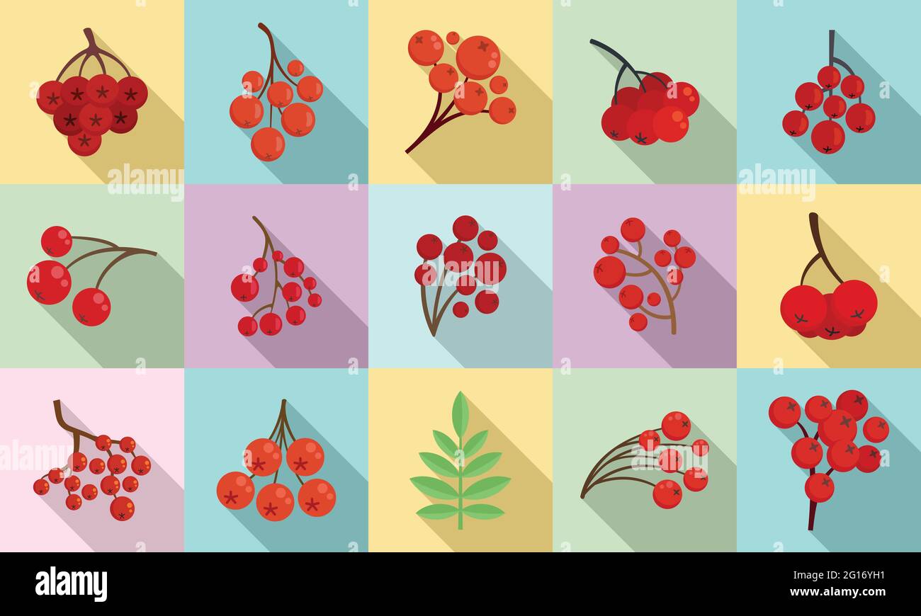 Bright ripe rowan berries Stock Vector Images - Alamy