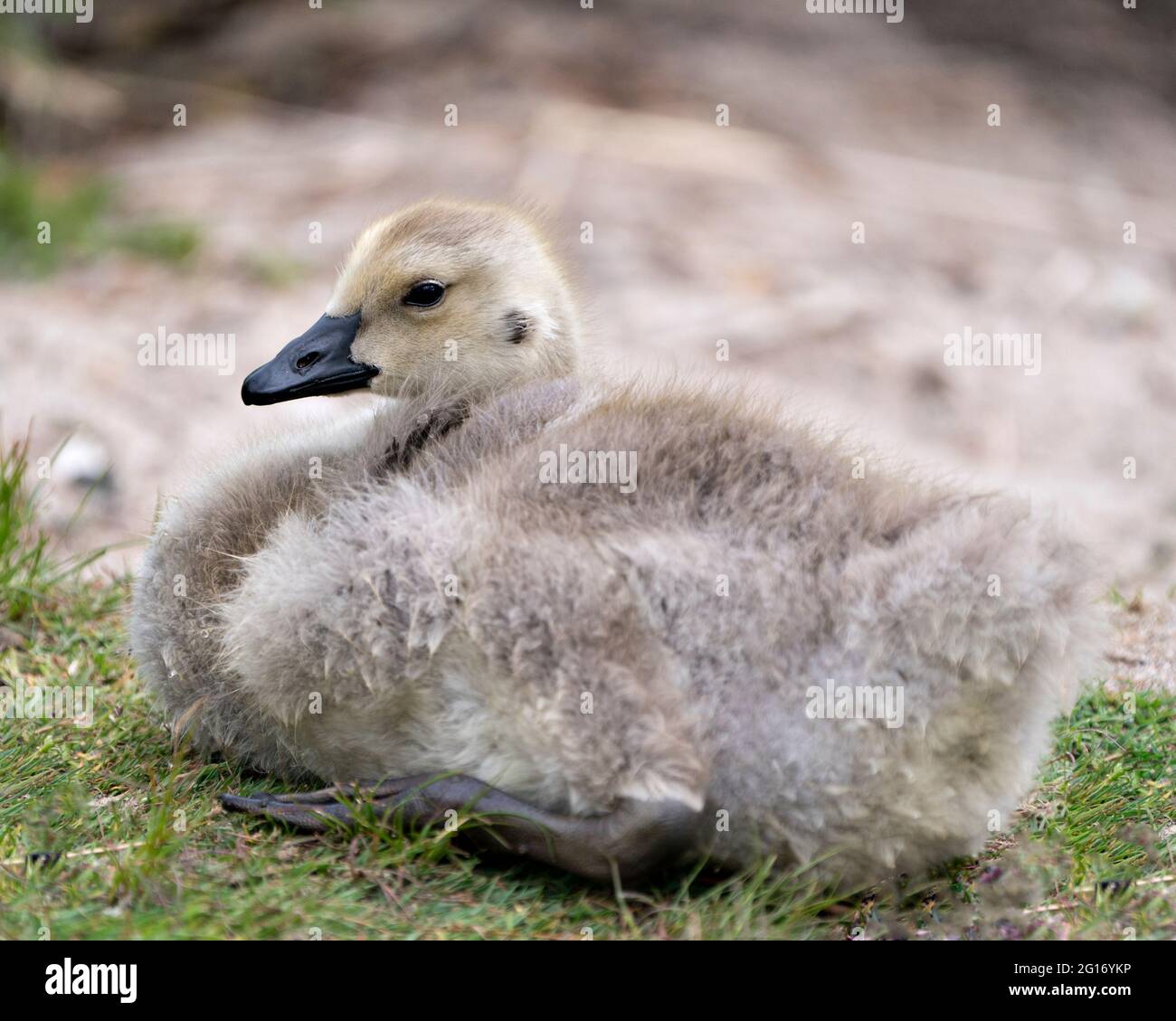 Canada gosling education photo image hi-res stock photography and ...