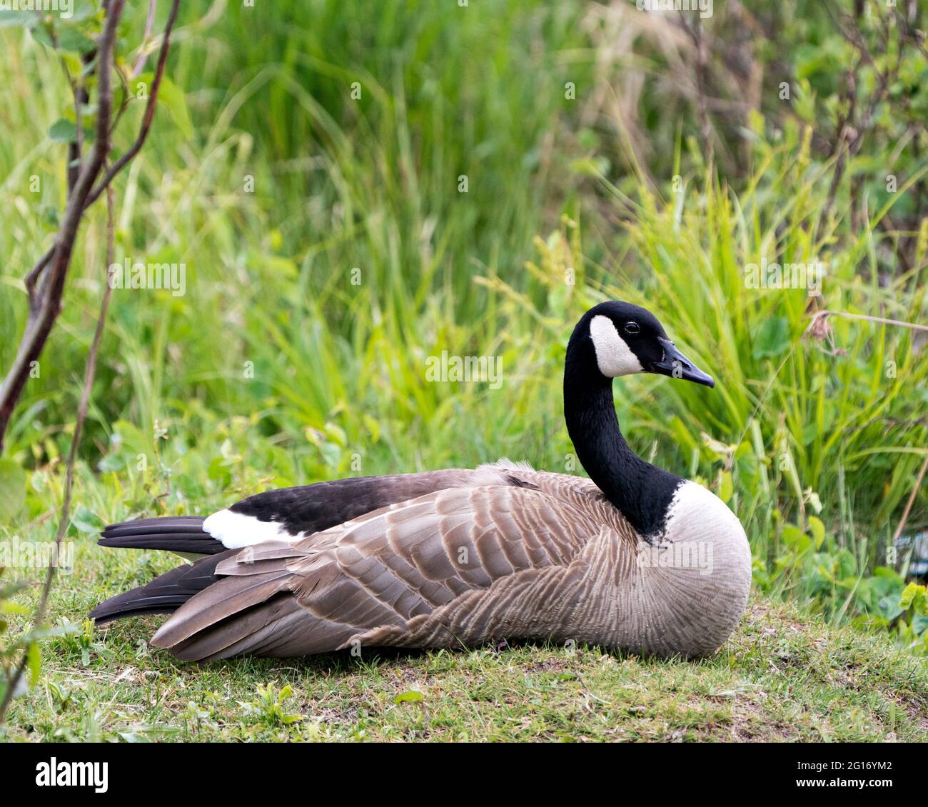 Canada Goose resting on grass with blur green background in its ...