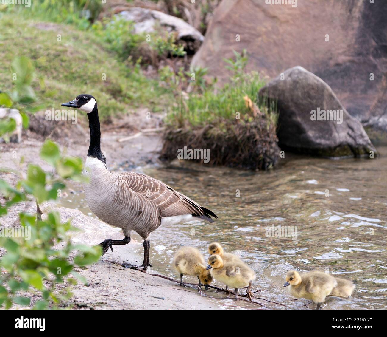 Canadian Goose with gosling babies in their environment and habitat and ...
