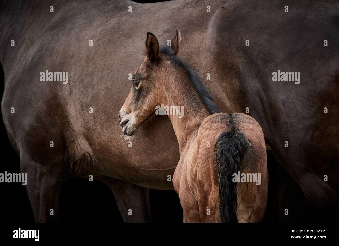 Brown thoroughbred filly foal standing close to mare Stock Photo - Alamy
