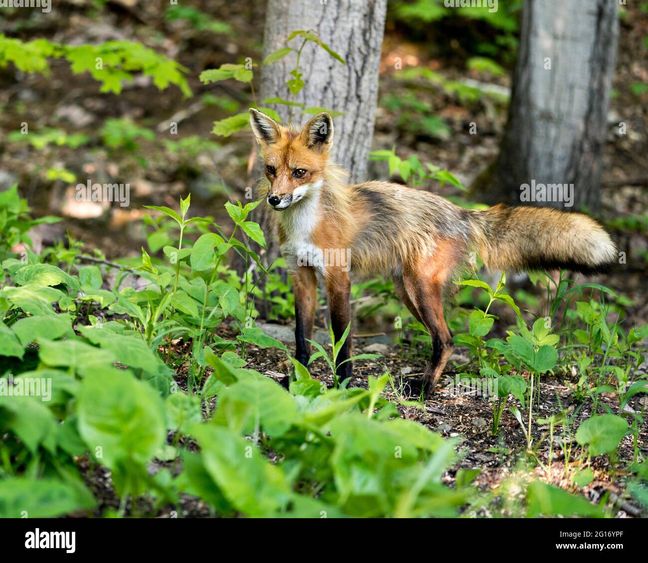 Red fox in forest photo and image hi-res stock photography and images ...