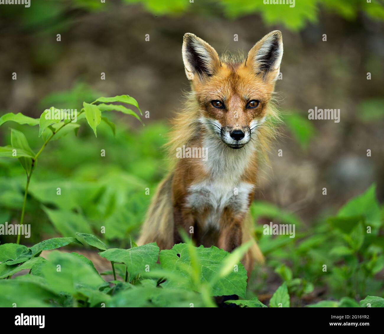 Fox profile shot hi-res stock photography and images - Alamy