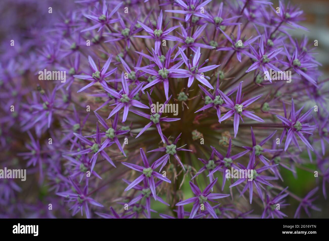 Poof hi-res stock photography and images - Alamy