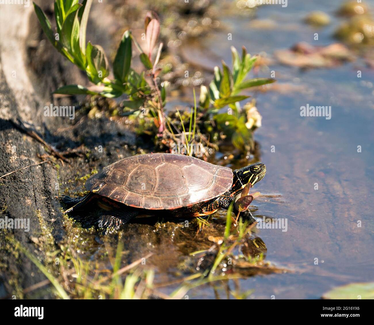 Painted turtle on a log in the pond with lily pad pond, water lilies ...