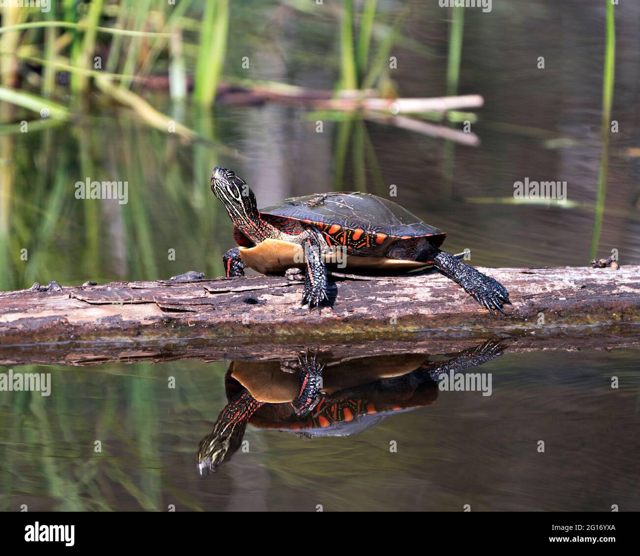 Painted turtle resting on a log with body reflection and displaying its ...