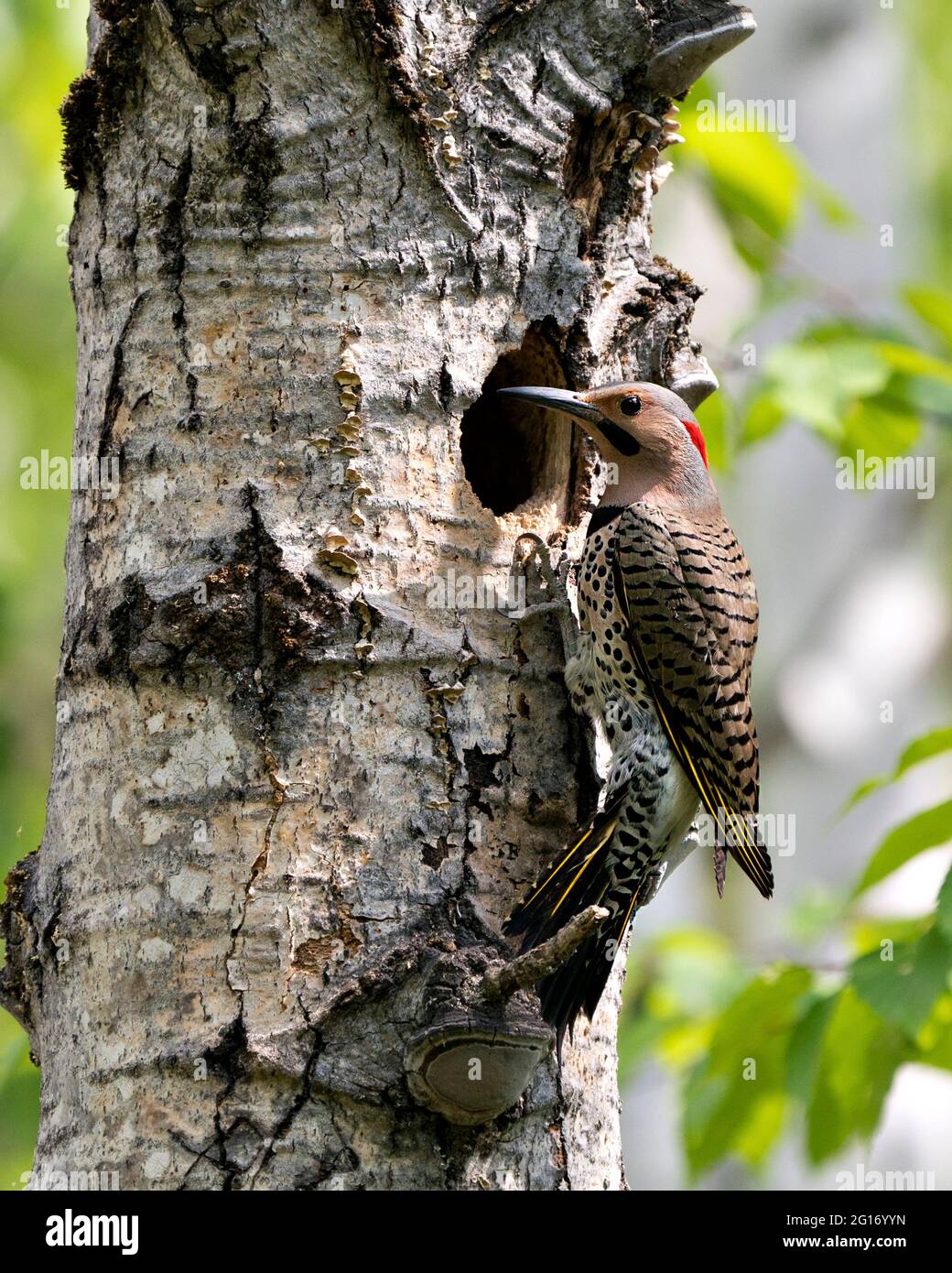 Northern Flicker bird close-up view building its nest house in its ...