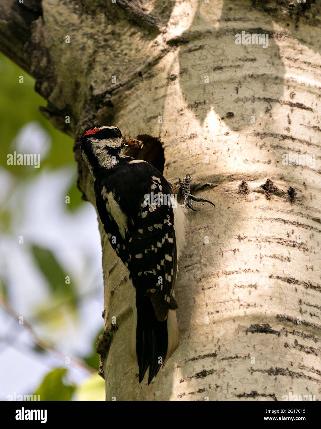Woodpecker looking in its nest inside tree trunk in its environment and ...