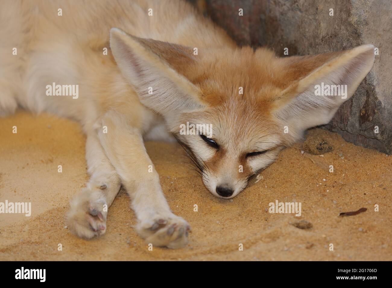 Fennek oder Wüstenfuchs / Fennec fox / Vulpes zerda - Fennecus zerda ...