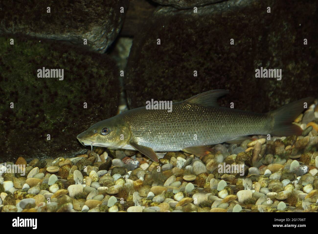 Barbe / Common barbel / Barbus barbus Stock Photo - Alamy