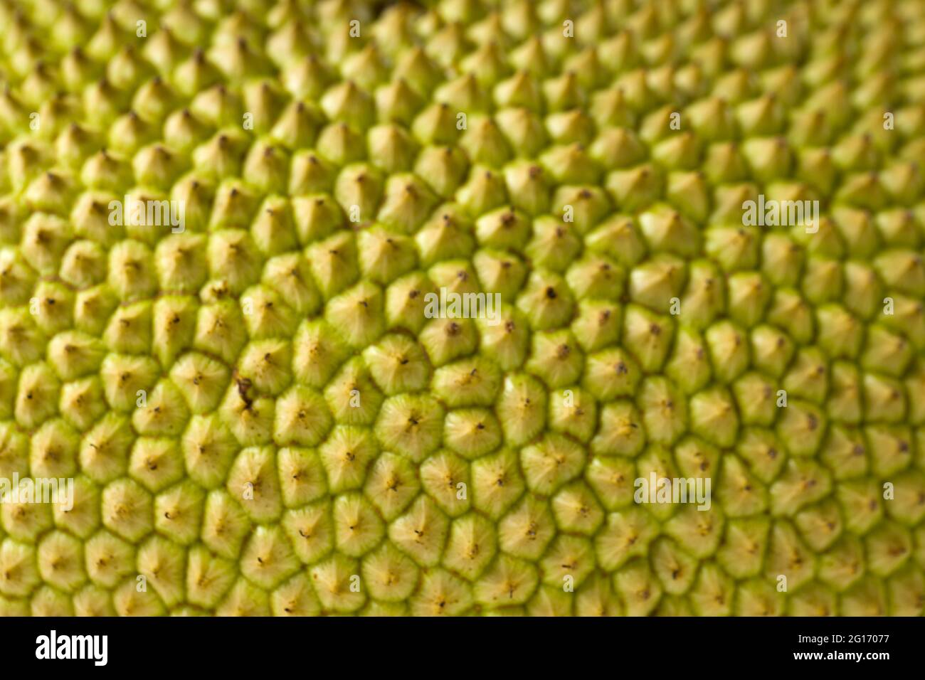 Jackfruit arranged beautifully in a grey and white textured background ...