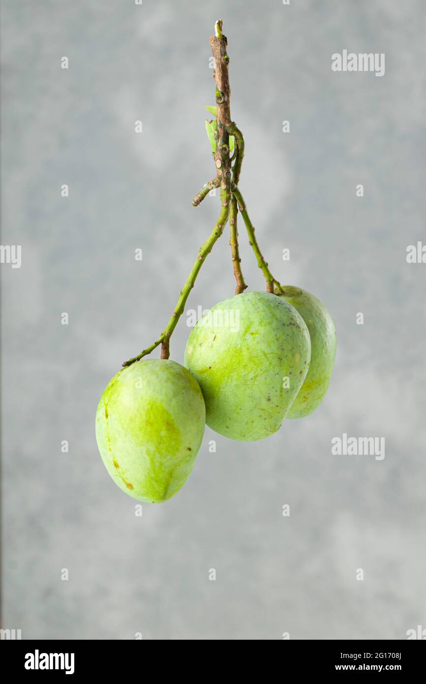 Bunch of Raw mango or Green mango with grey and white textured ...