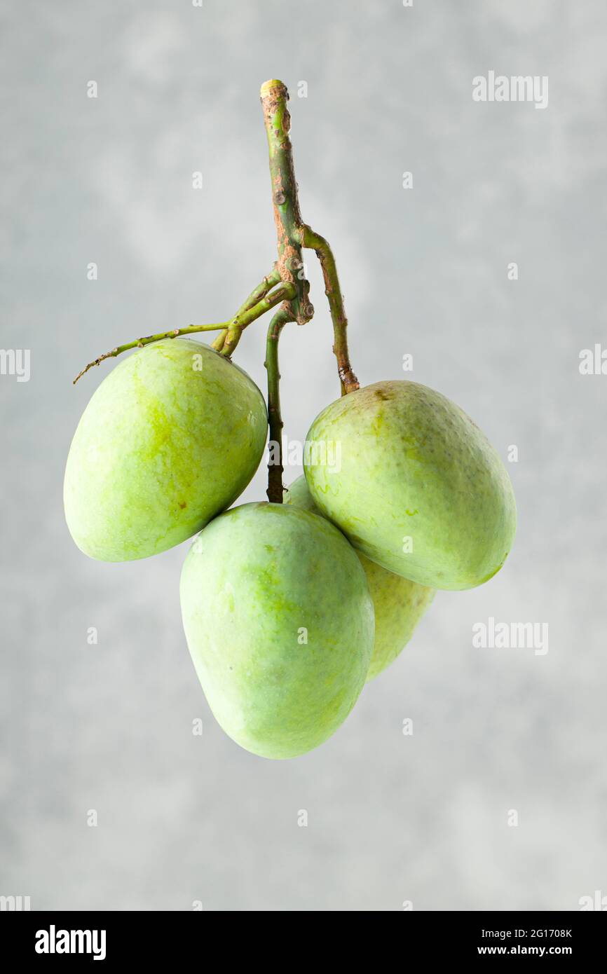 Bunch of Raw mango or Green mango with grey and white textured ...