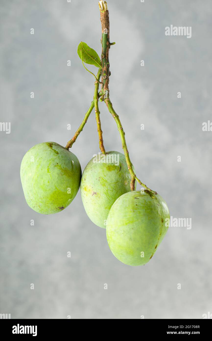 Bunch of Raw mango or Green mango with grey and white textured ...