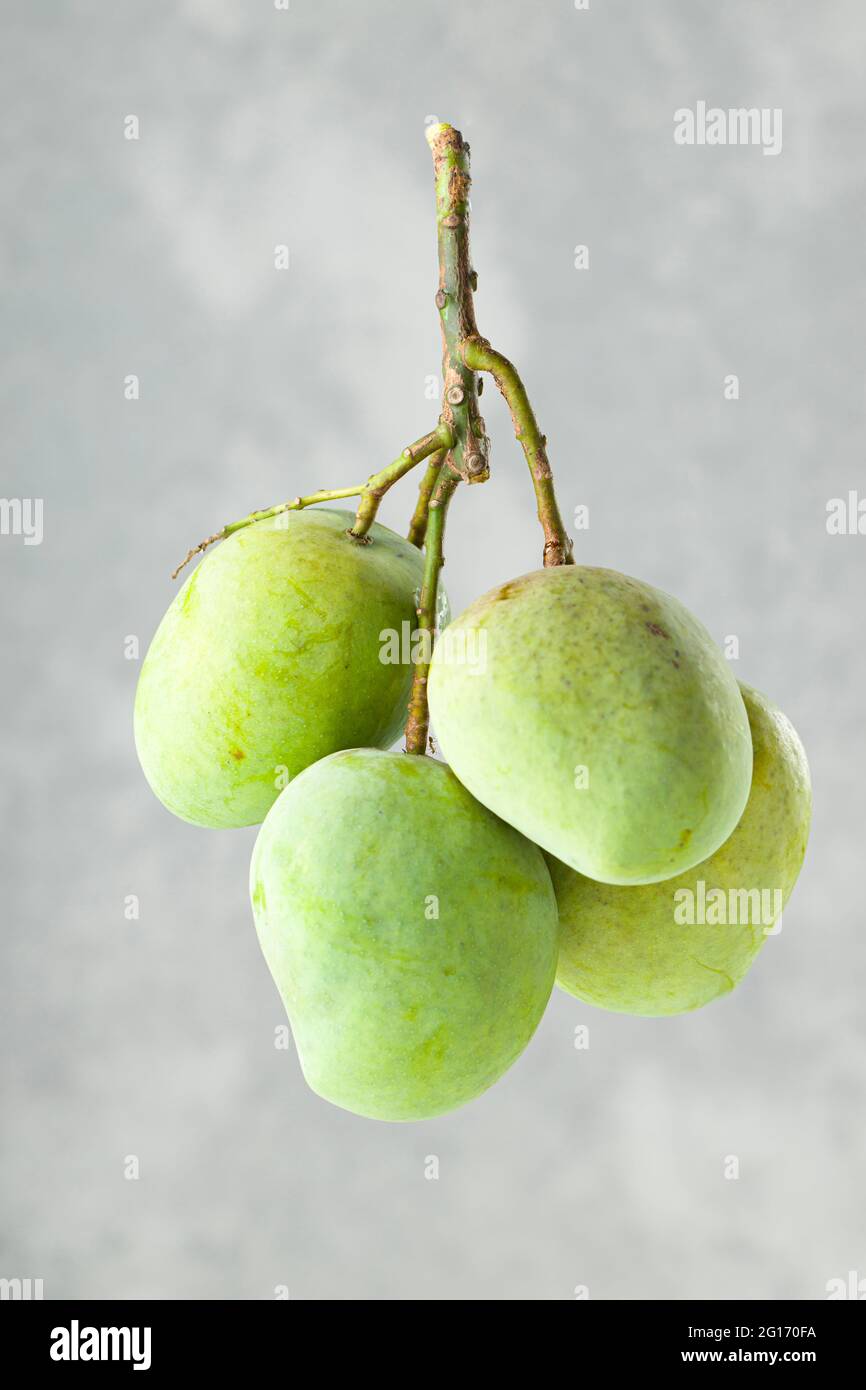 Bunch of Raw mango or Green mango with grey and white textured ...