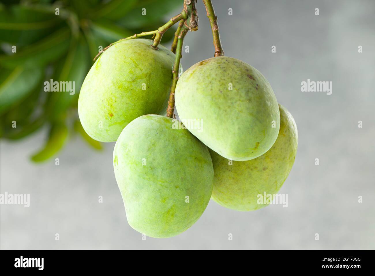 Bunch of Raw mango or Green mango with grey and white textured ...