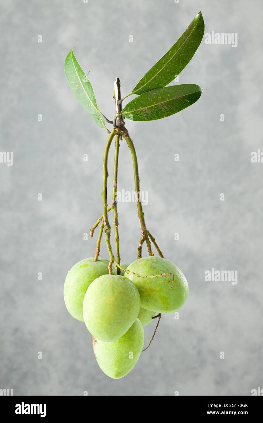 Bunch of Raw mango or Green mango with grey and white textured ...