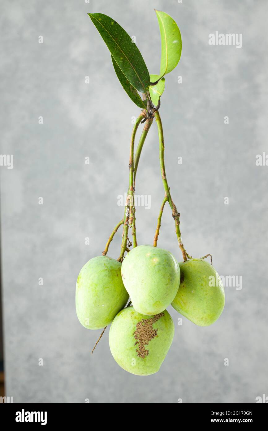 Bunch of Raw mango or Green mango with grey and white textured ...