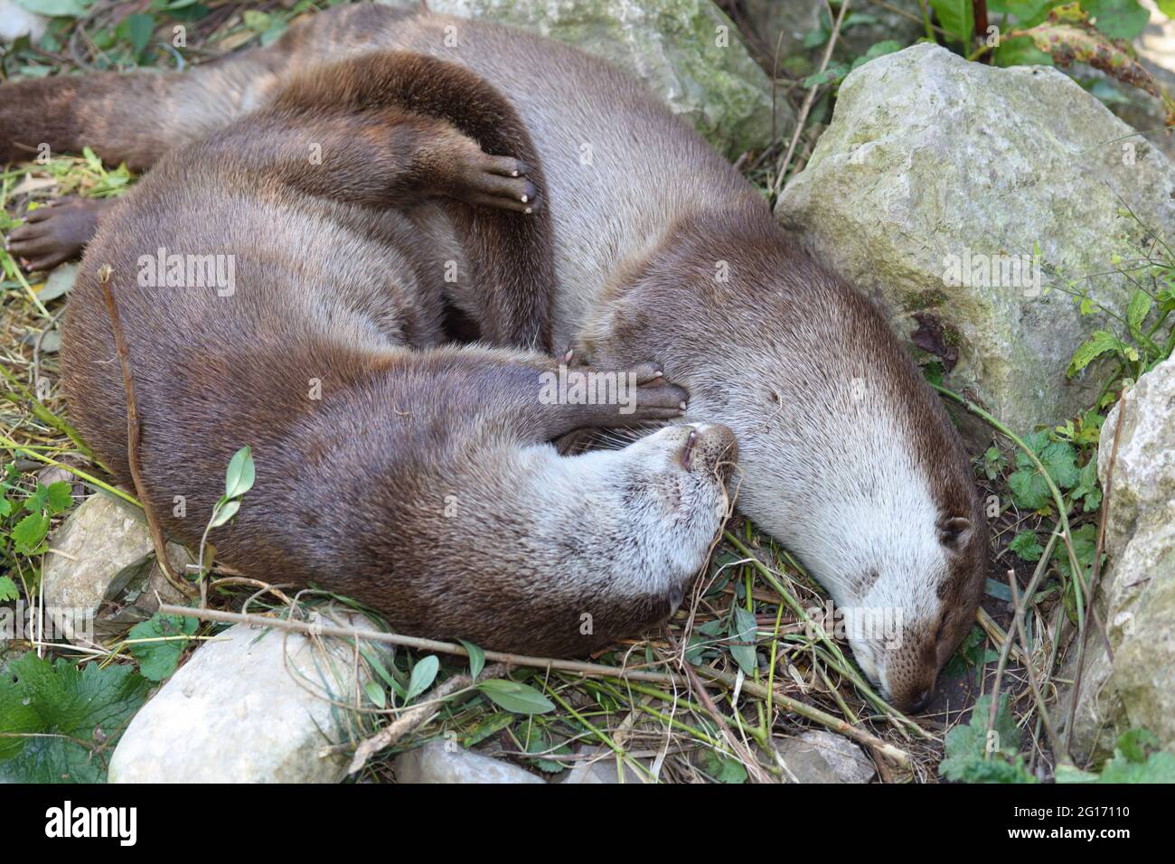 Eurasischer Fischotter / Eurasien otter / Lutra lutra Stock Photo - Alamy