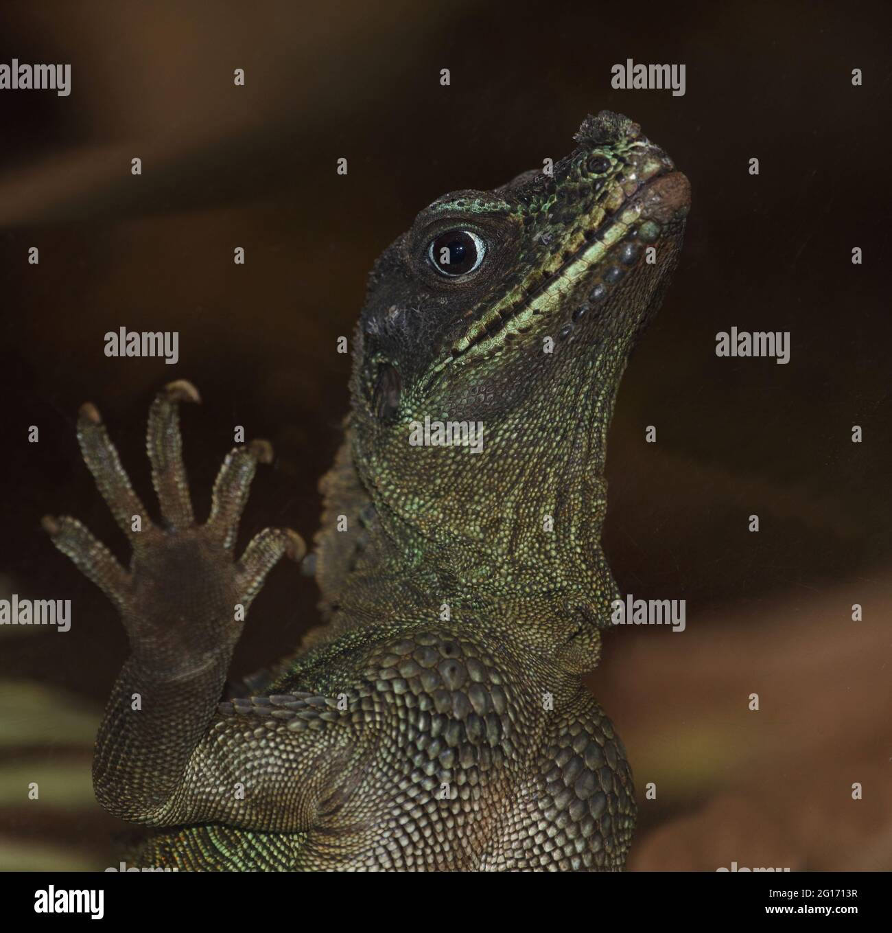 Molukkensegelechse / Weber's crested lizard or Weber's sailfin lizard ...