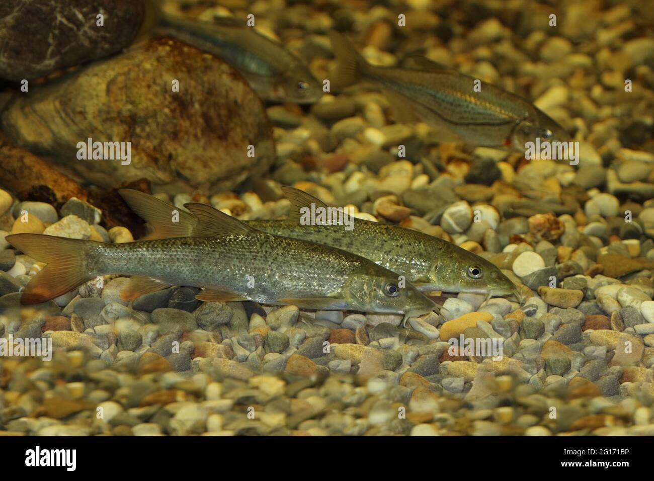Common barbels hi-res stock photography and images - Alamy